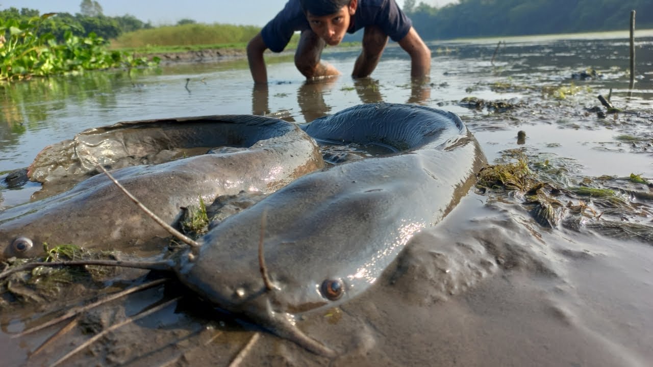 Asian Hand Fishing Video. A Smart Boy Catching Many Catfish Under Water ...
