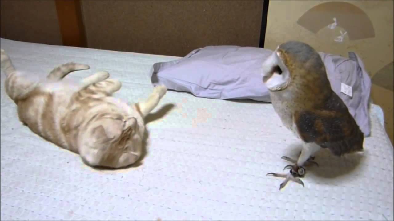 Impresionante amistad entre buho y gato - YouTube