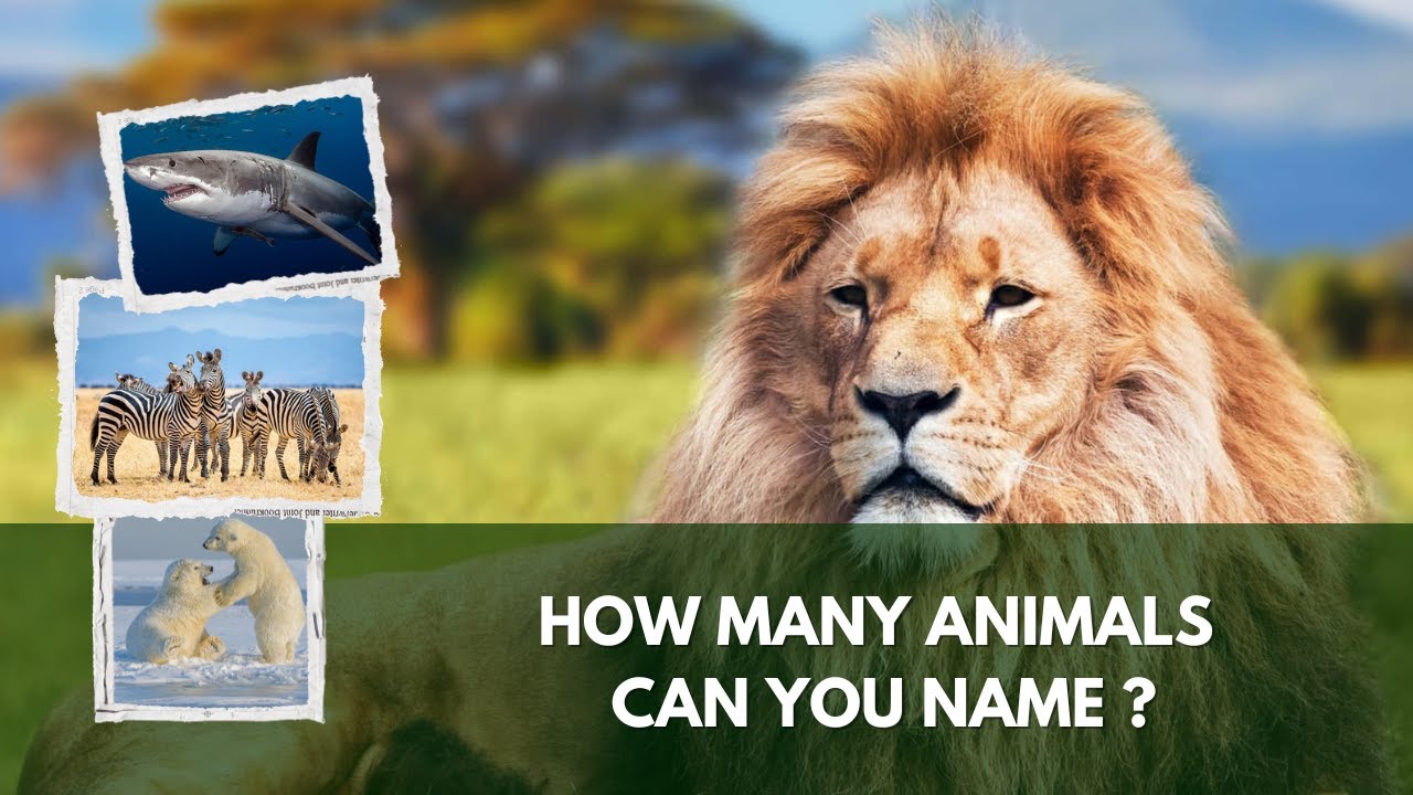 How Many Animals Can You Name ? - YouTube
