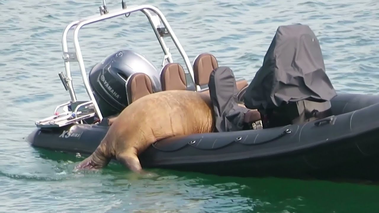 Wandering walrus climbs into boat in Ireland - YouTube