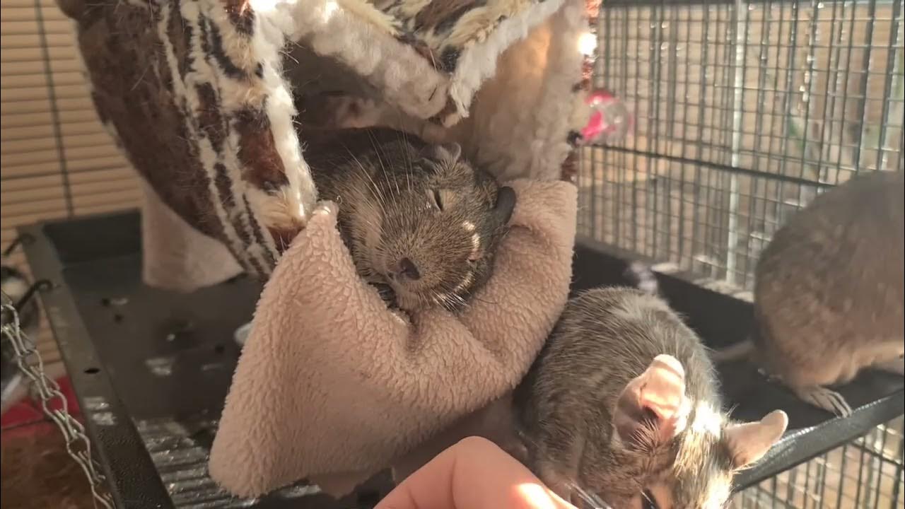 Petting a sleepy degu Inez - YouTube