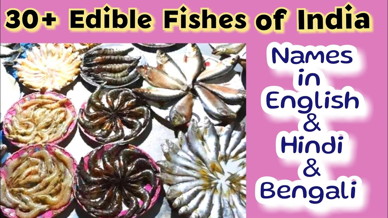 30+ Fish Names in English, Hindi & Bengali | Easy way to learn with ...