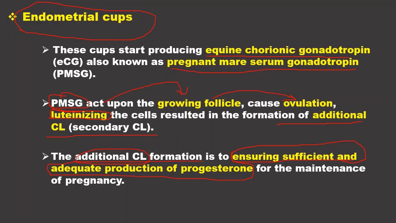 Hormones For Establishment And Maintenance Of Pregnancy in Mare - YouTube