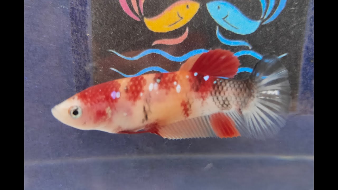 Cupang Nemo Galaxy Female Betina Real Picture Video Foto Asli Garansi ...