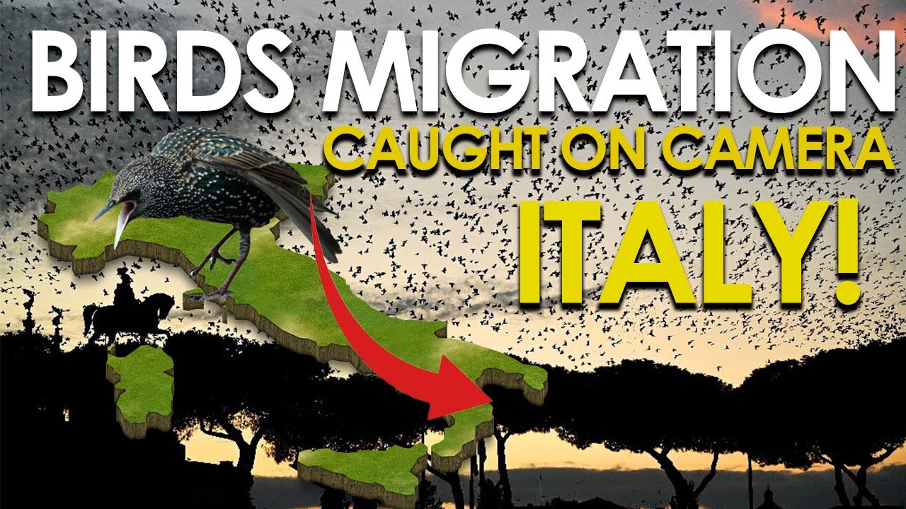 Italy's Bird Migration: A Breathtaking Natural Phenomenon CAUGHT ON ...