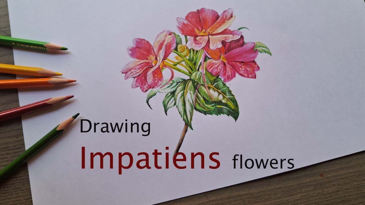 Impatiens flowers drawing in color pencils | drawing flower | Touch me ...