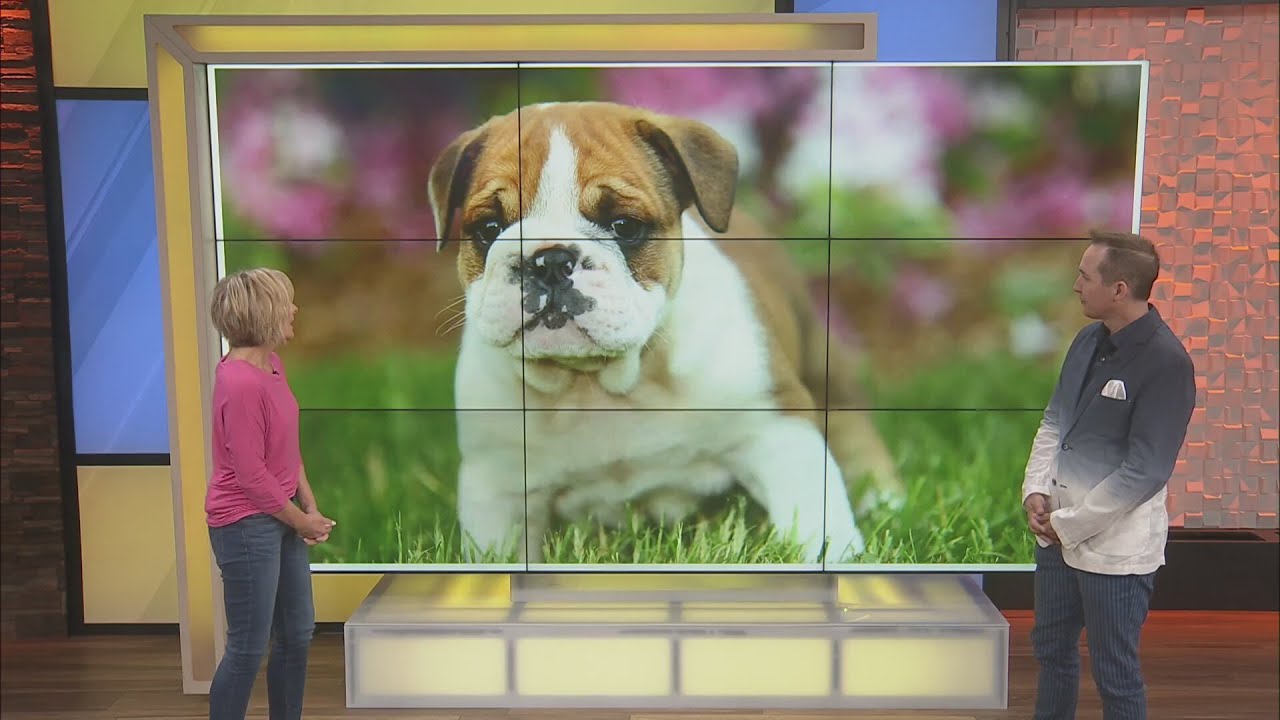 The Frame Game: Puppies - YouTube