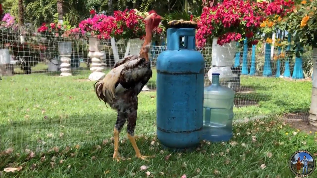 Pollo andino - YouTube