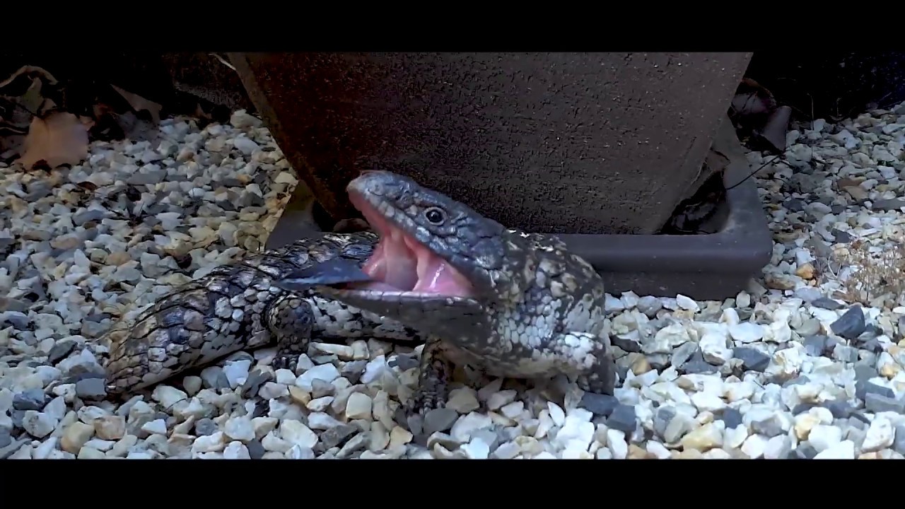 Shingleback Lizard in backyard - Defence mode - YouTube
