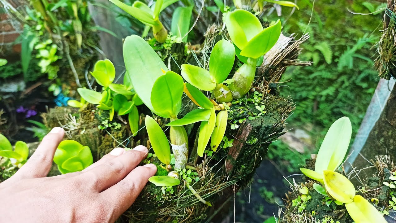 Tips Anti Gagal Membesarkan Anggrek Botolan!! - YouTube