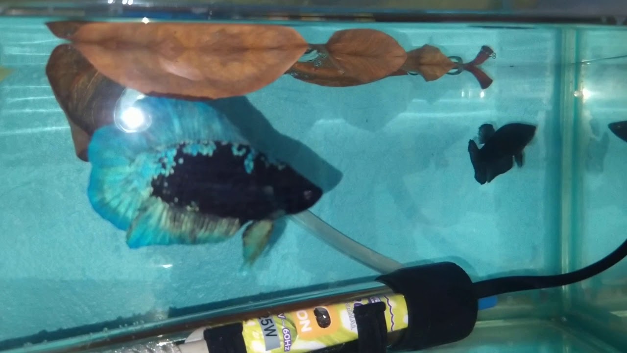 REPRODUCCION DE BETTAS, GREEN BLACK DTPK X HMPK SUPERBLACK (1ERA Parte ...