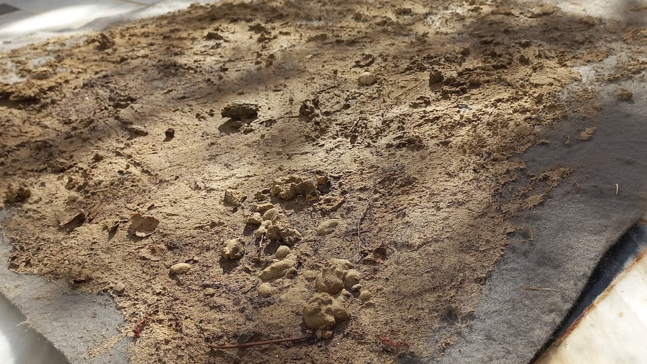 Day 10 - Cleaning the mud carpet in the yard only by hand | Dirty Rug ...