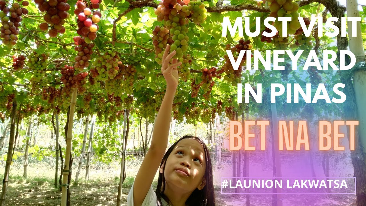 La Union Lakwatsa: Lomboy Grape Farm Grape Picking & Wine Tasting - YouTube