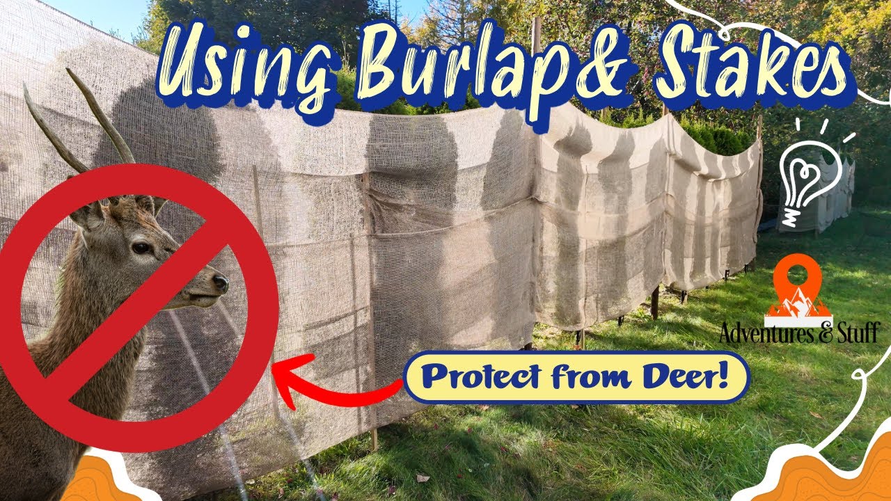 How to Protect Trees and Shrubs from Deer #diy #easy #burlap - YouTube