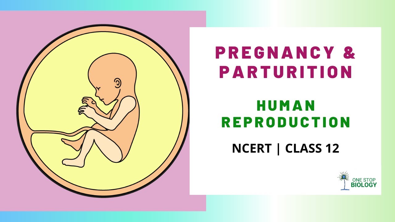 Pregnancy | Parturition | Human Reproduction | One Stop Biology - Hindi ...