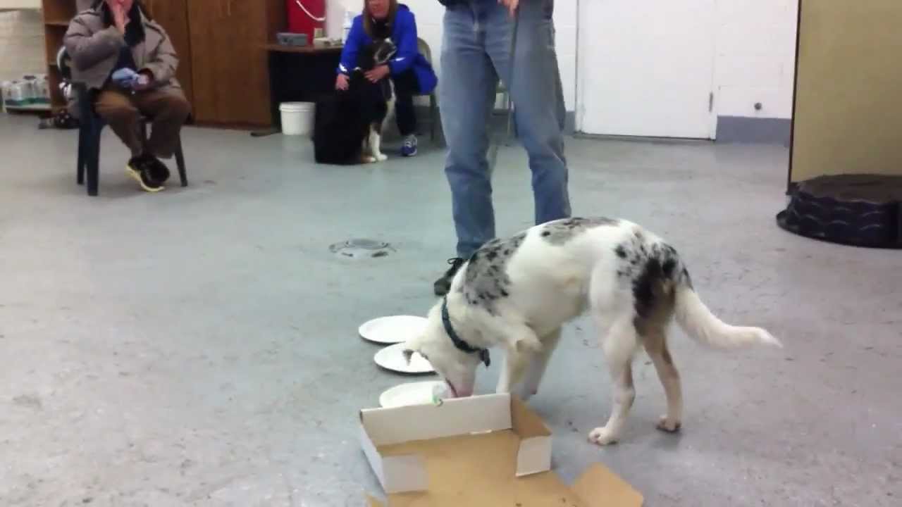 Nosey Dogs Blind Deaf Australian Shepherd - YouTube