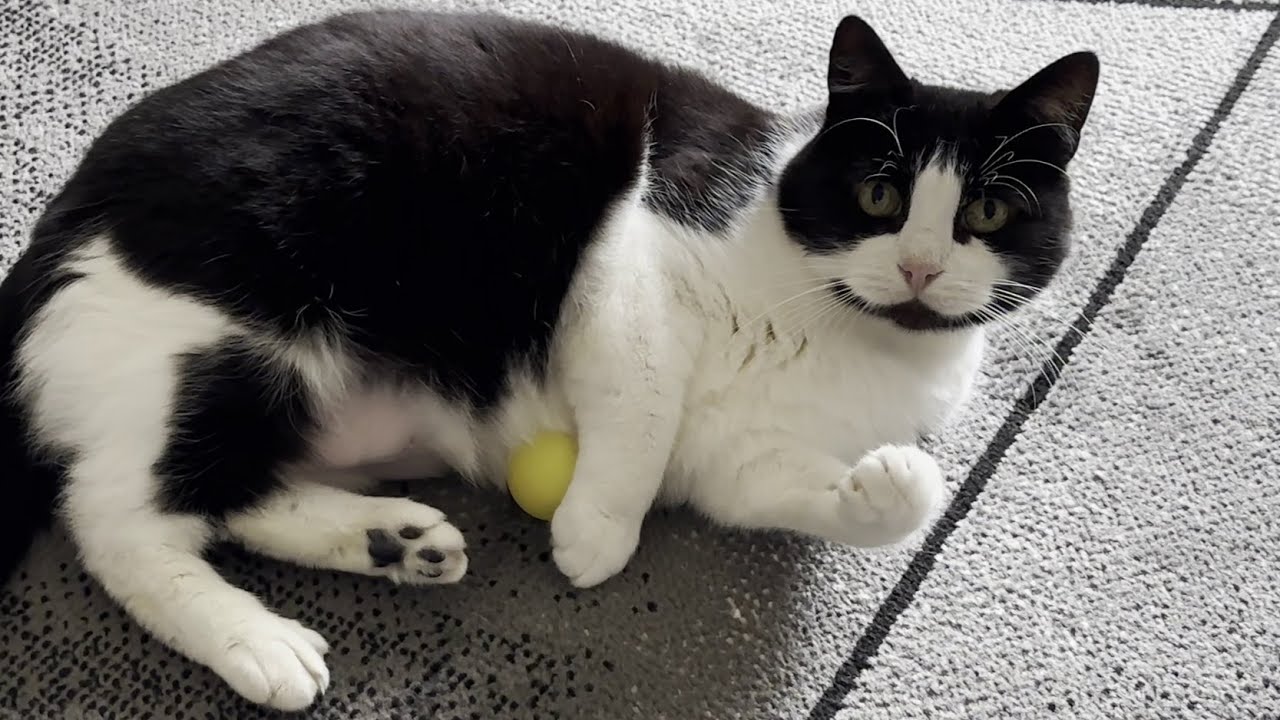 Cat Adorably Plays With A Ball - YouTube