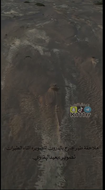 تصوير طير بالدرون اثناء الطيران Youtube