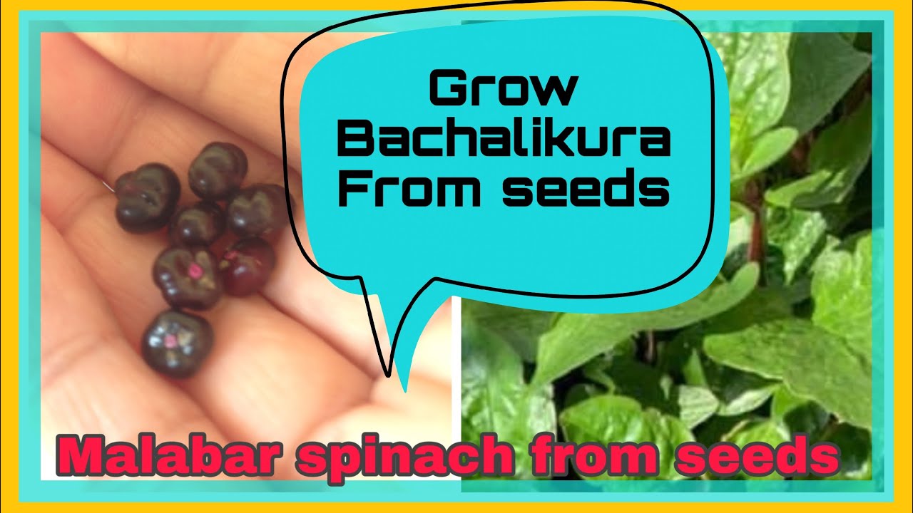 Grow Malabar spinach from seeds ||bachali kura from seeds in 1 week ...