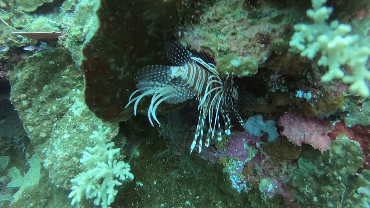 Lion Fish - gili trawangan island indonesia - YouTube
