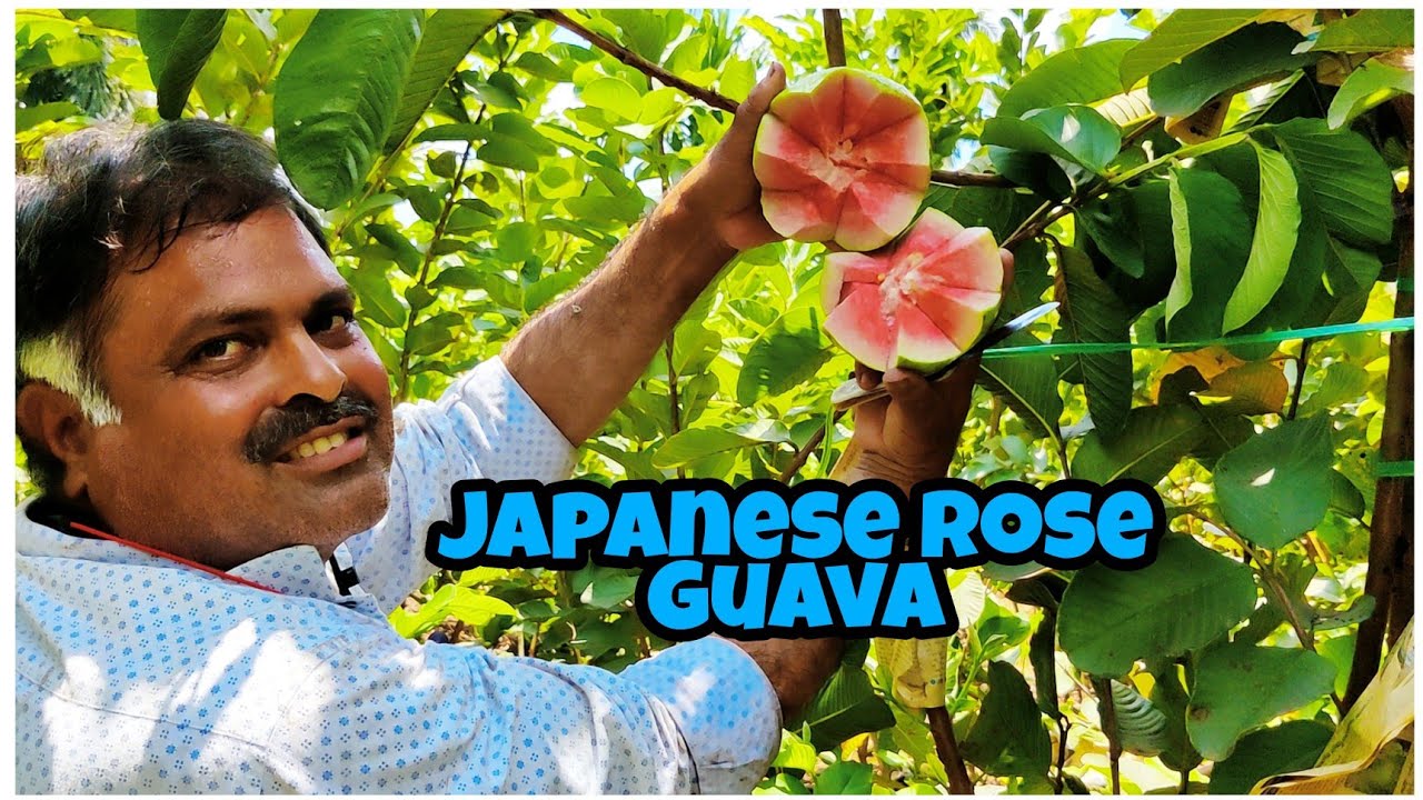 Japanese Rose Guava || Latest New vareity Guava || Saptagiri Nursery ...