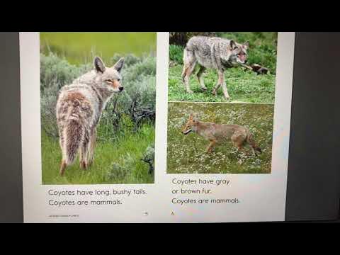 All About Coyotes (Read Aloud) - YouTube