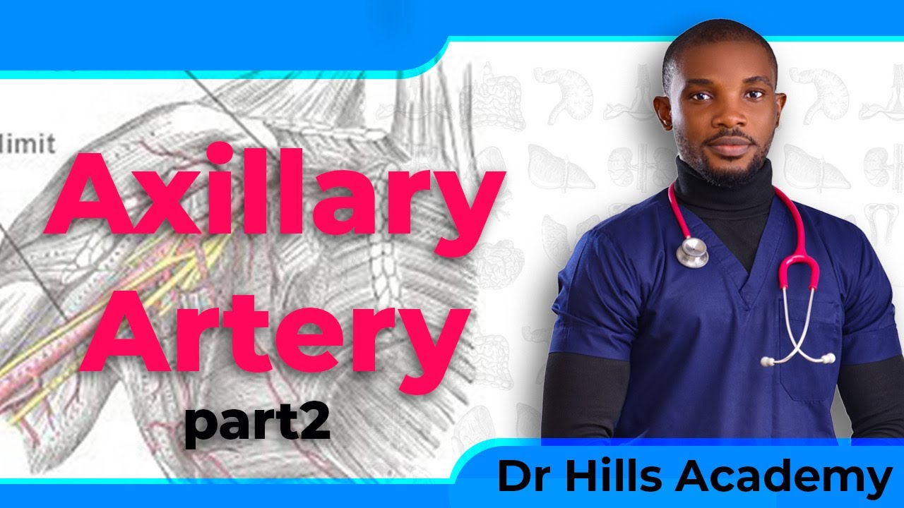 Axillary Artery Anatomy(2/2): Branches [Simplified with Mnemonics ...