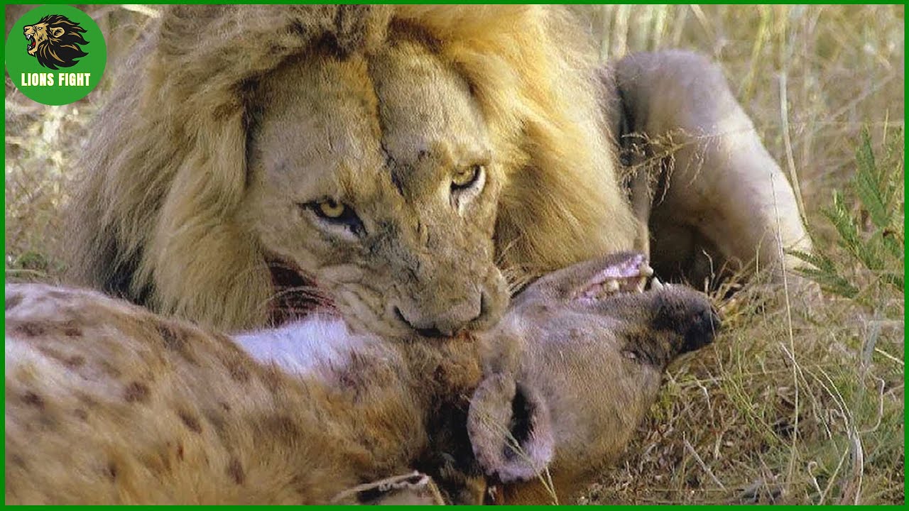 99 Most Ruthless Predator Attacks Ever Recorded! Wild Animals | Animals ...