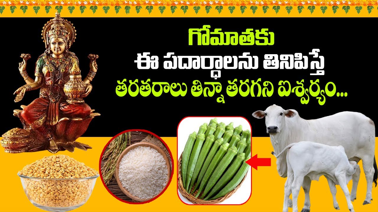 Gomatha Pooja Vidhanam | Benefits of Feeding Gomatha Astrology ...
