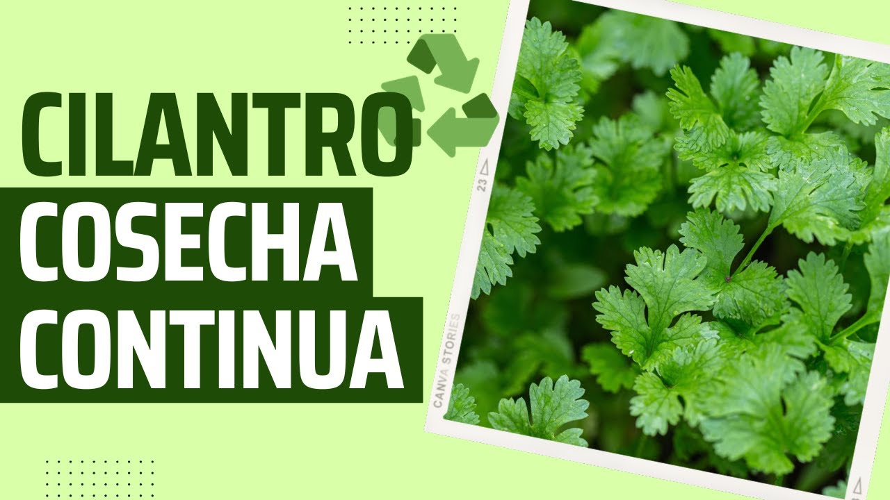 Que nunca te falte Cilantro: Siembra contínua y escalonada - YouTube