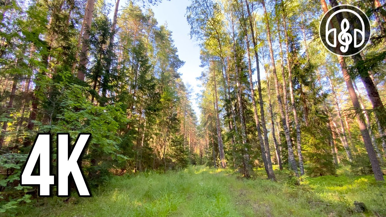 Relaxing morning summer forest. 12 hours of 4K video. - YouTube