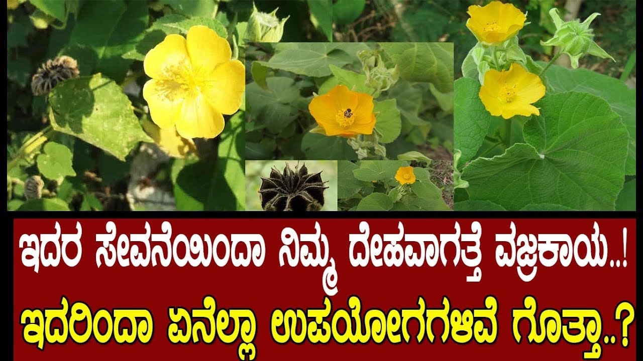 ಇದನ್ನ ತಿಂದ್ರೆ ನೀವು ಯಾವತ್ತೂ ಡಾಕ್ಟರ್ ಹತ್ರ ಹೋಗಬೇಕಿಲ್ಲ..!.! Medicinal use ...