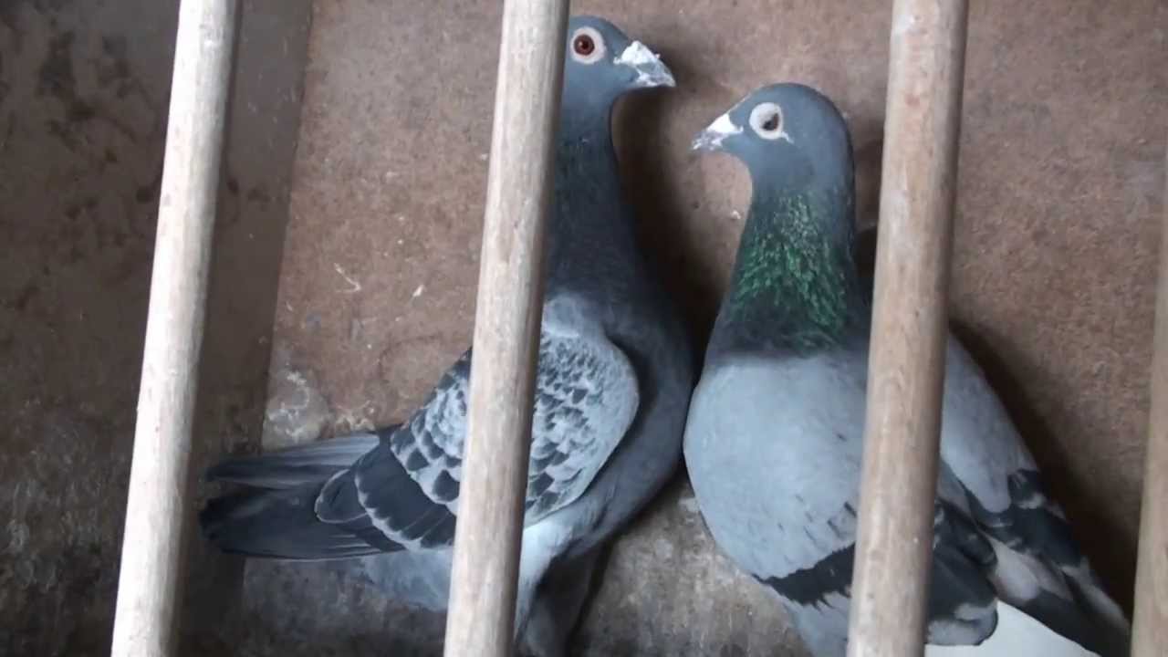 Racing Pigeon GERMANY KULBACKI 1, 2, 3, 4, 5, 6, we import only ...