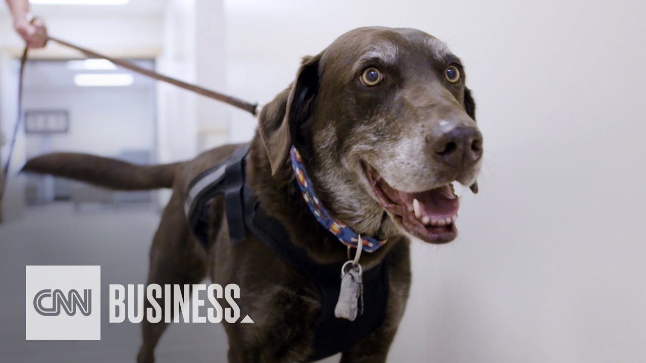 A vaccine against cancer? These dogs are the first patients | Mission ...