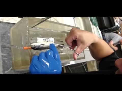 Example of Surgically Tagging a Fish with an Acoustic Tag for Fisheries ...
