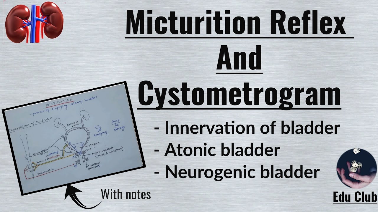 Micturition reflex | Cystometrogram || Renal physiology - YouTube