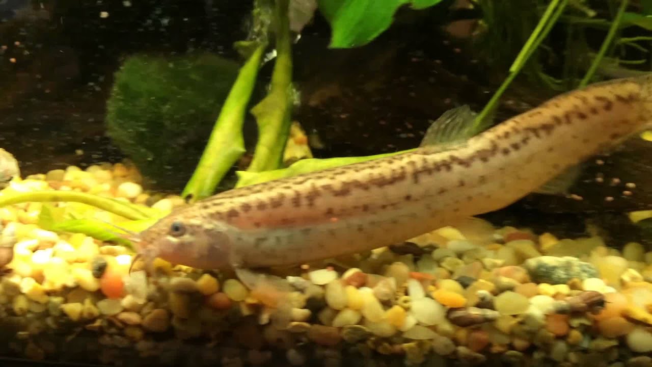 Weather Loach - YouTube