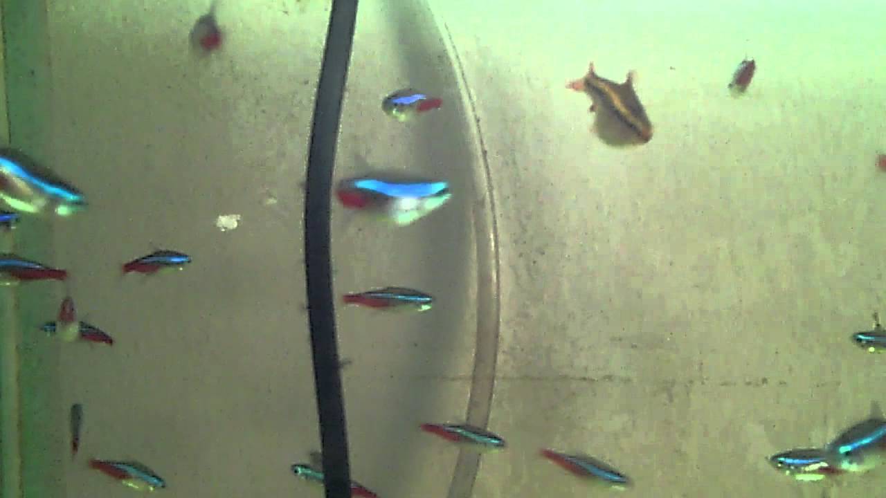 Akvaristika Vranje-Plava neonka - YouTube