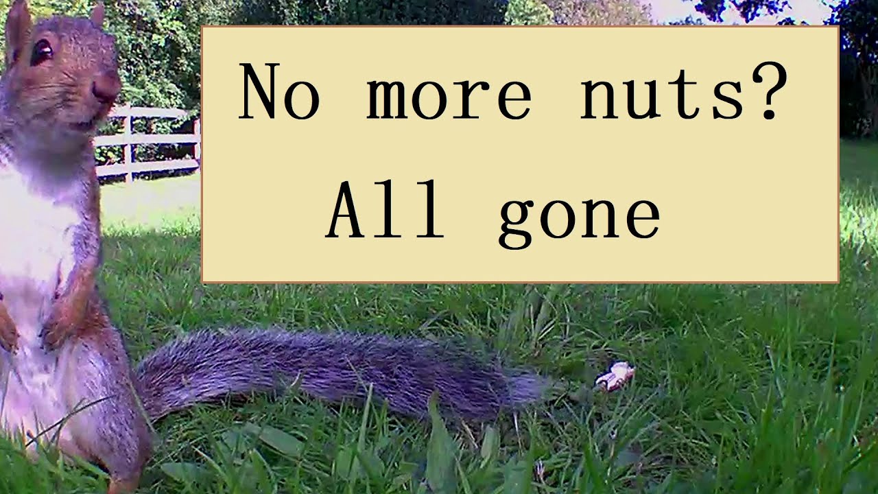 Watch the nuts disappear as the squirrels and magpies get them one by ...