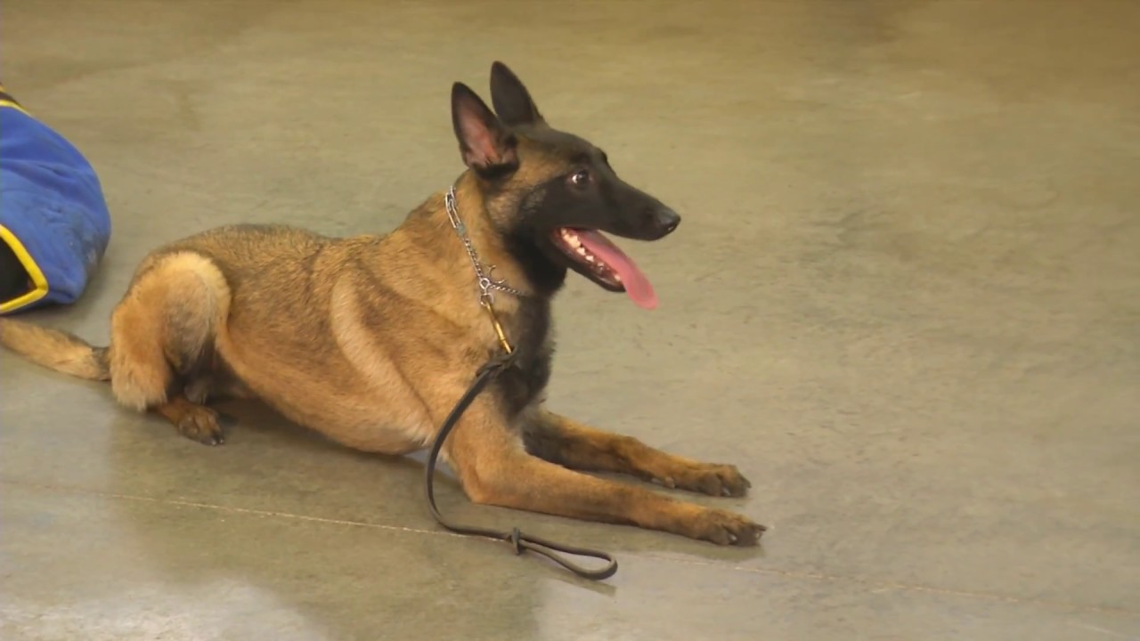 Super Malinois Female "Maze" 9 Mo's Early Protection Training Dog For ...