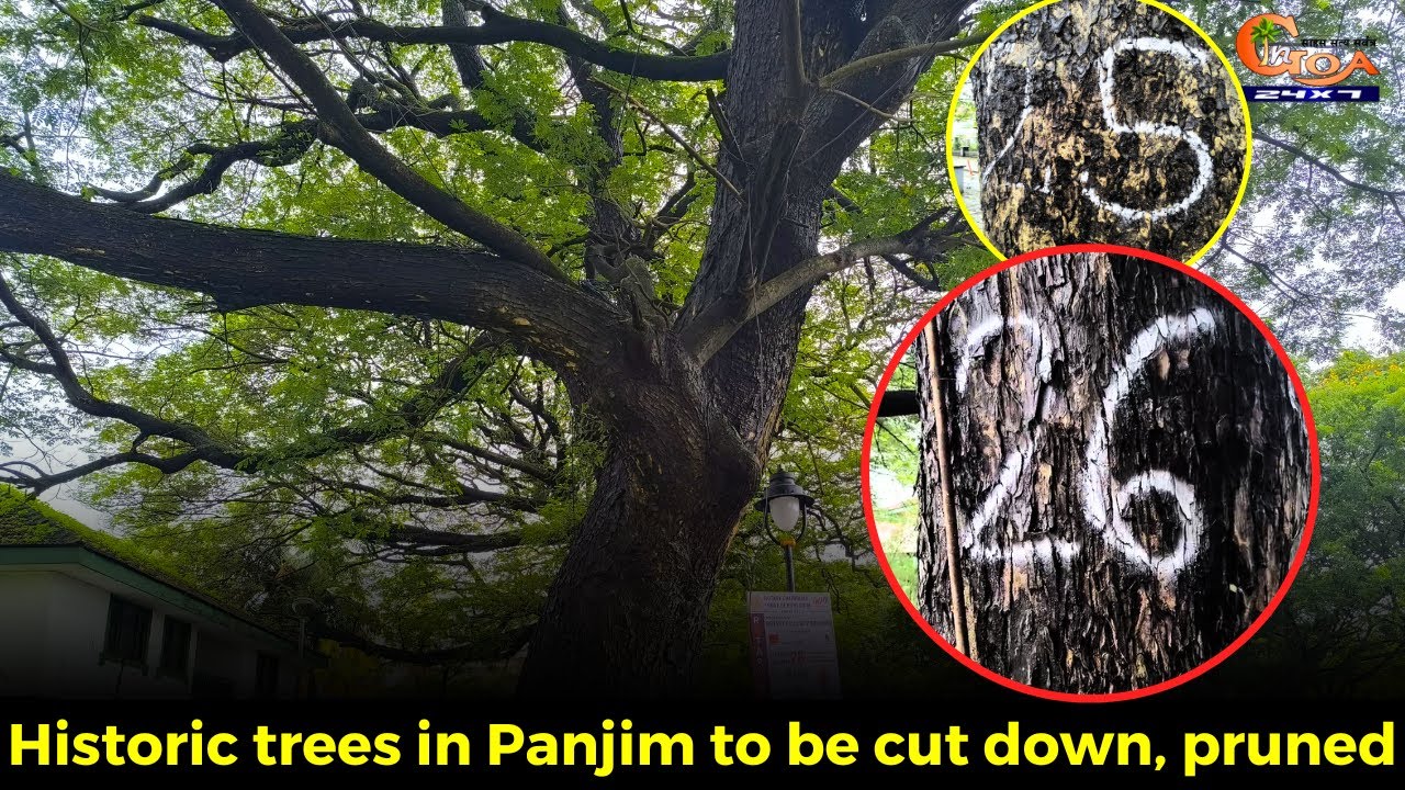 Historic trees in Panjim to be cut down, pruned. - YouTube