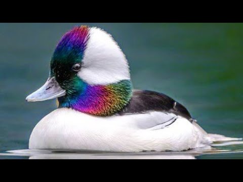 Male Bufflehead Duck Swimming, Bathing, and Taking Off