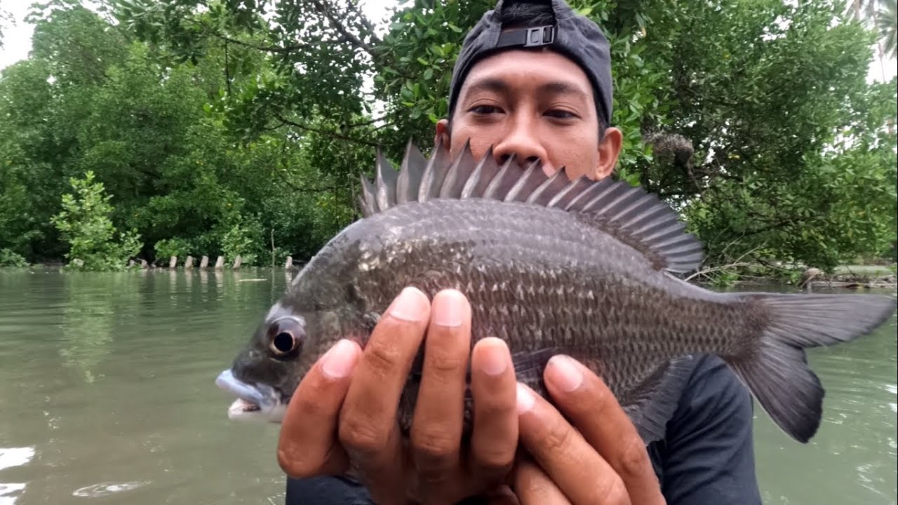 Rawai ikan Bekukon - Strike beruntun. - YouTube