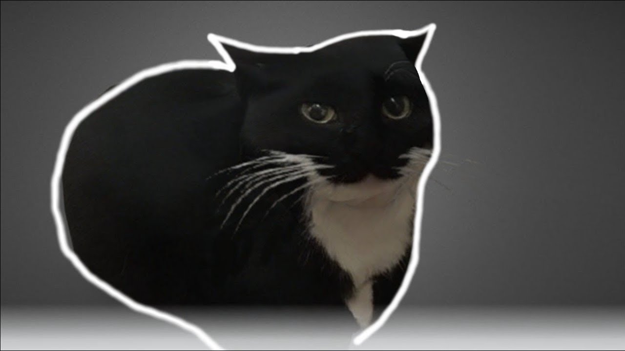 Maxwell cat! Cats and Dogs TV - The BEST VIDEO FOR YOUR PET😍 - YouTube