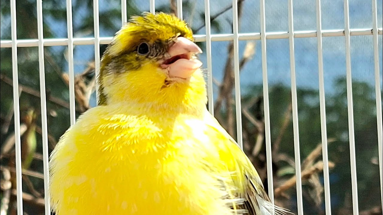 Canary singing sound: strong singing of canary bird is so good, sweet ...