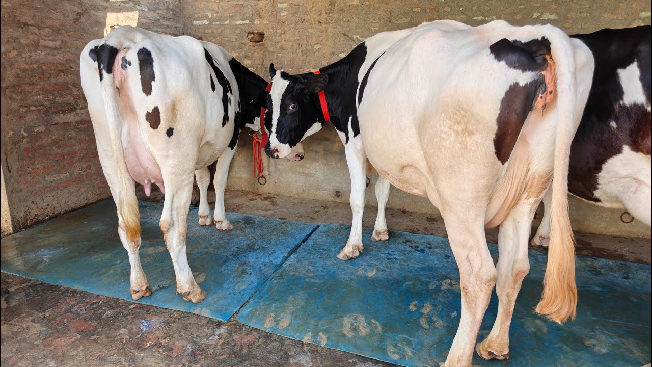 16 ਗਾਵਾਂ ਖੁਸ਼ਦੀਪ ਸੈਦੋਕੇ ਵਾਲੇ ਕੋਲ, 16 Cows for sale - YouTube