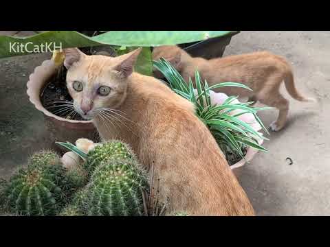 Cute Moments of Pity Kitty Playing with Cats
