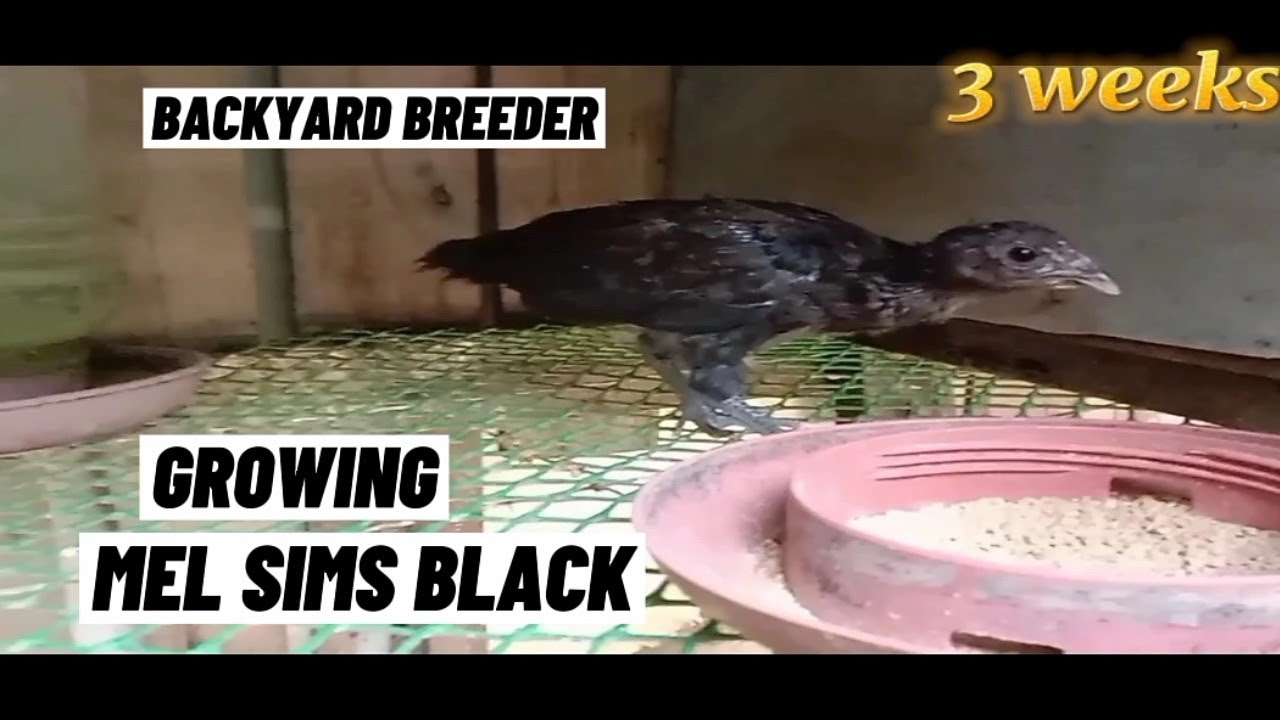 MEL SIMS BLACK GROWING UP,GOOD POSTURE, HIGH STATION QUALITY ,BACKYARD ...