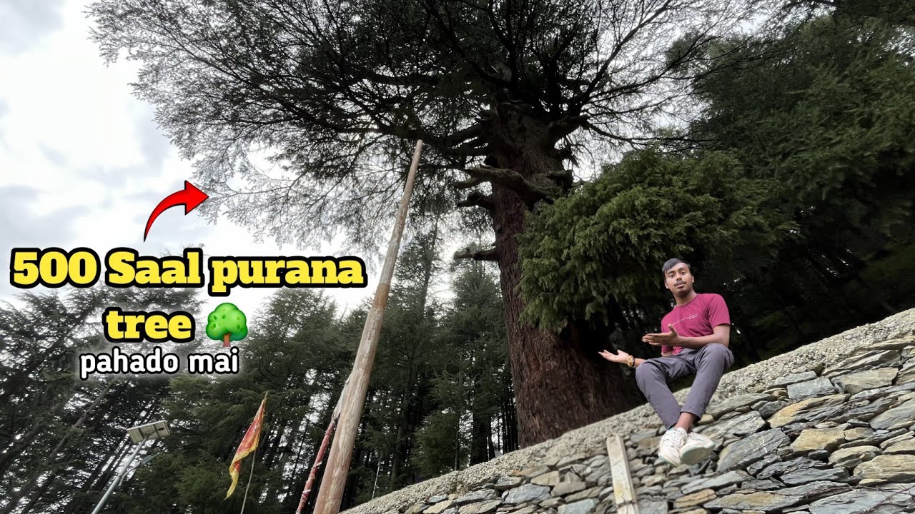 Aaj dekha Asia ka sabse mota deodar ka tree 🌳.. - YouTube