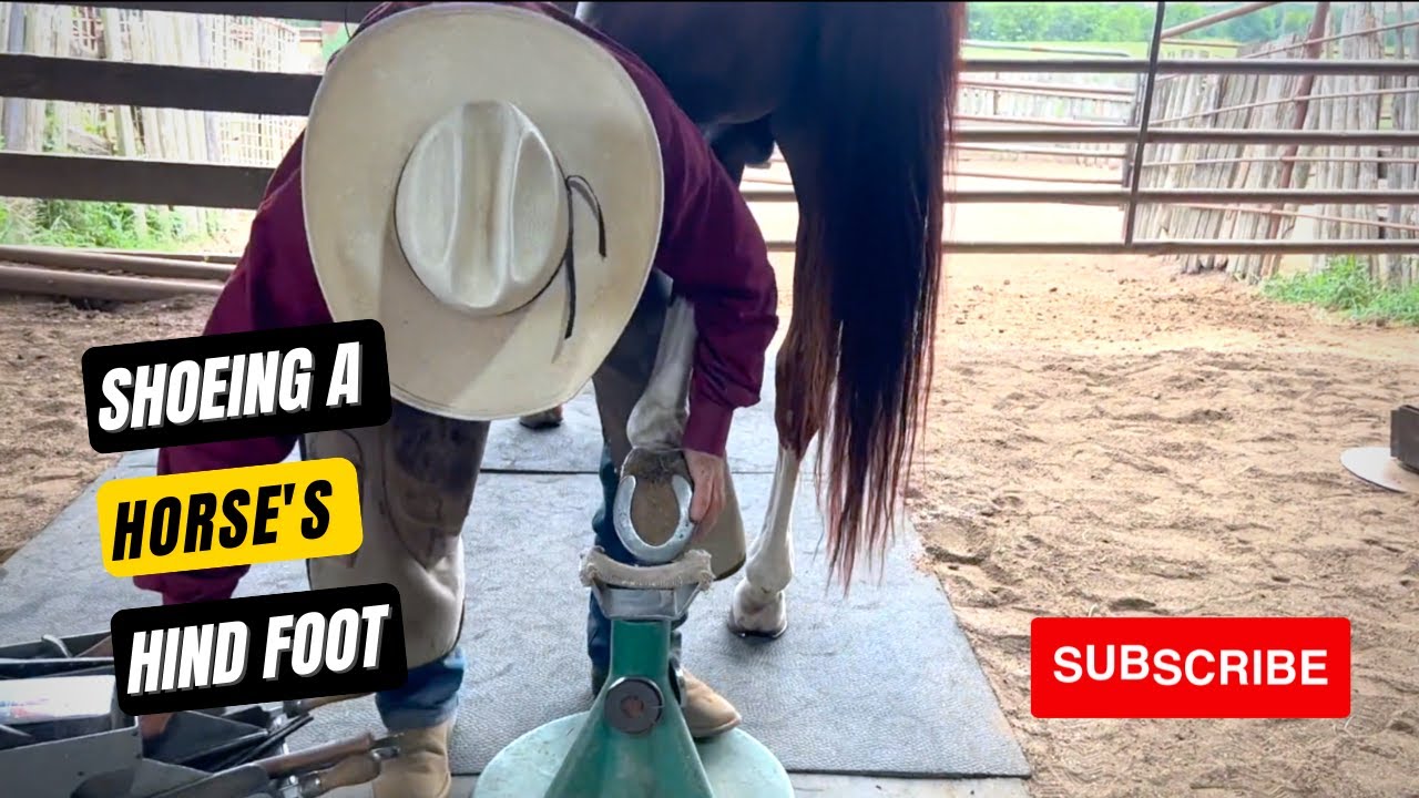 Shoeing The Horse's Hind Foot 🐎 Join Our Upcoming Shoeing Course ...